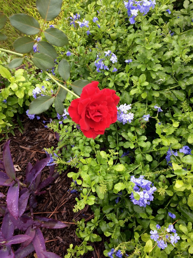 The Don Juan Rose - Glover Gardens