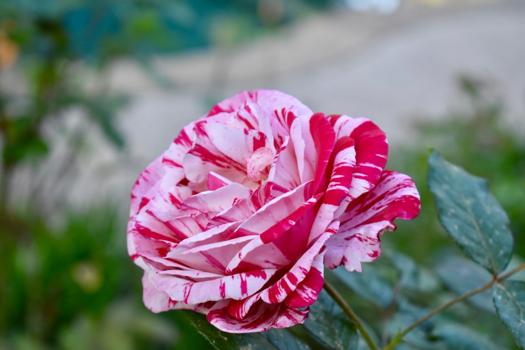 Spring is Calling - Glover Gardens