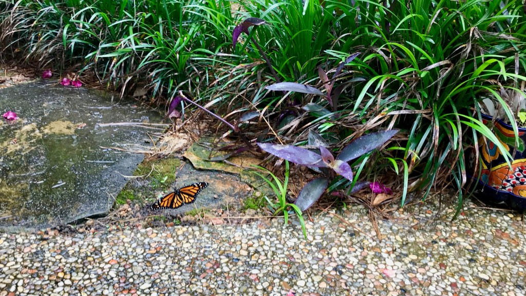The Easter Butterfly - Glover Gardens